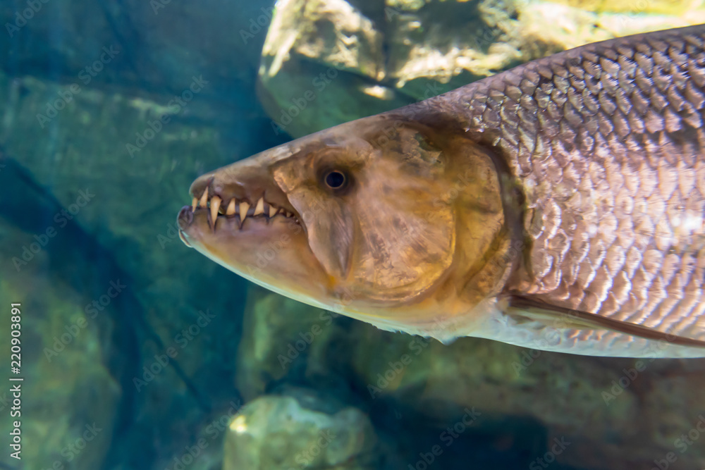 Predatory Fish