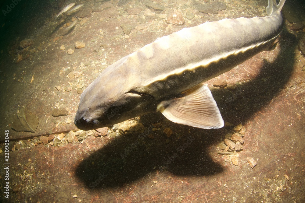 Esturgeon, sturgeon Stock Photo | Adobe Stock