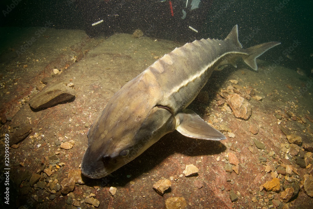 Esturgeon, sturgeon Stock Photo | Adobe Stock