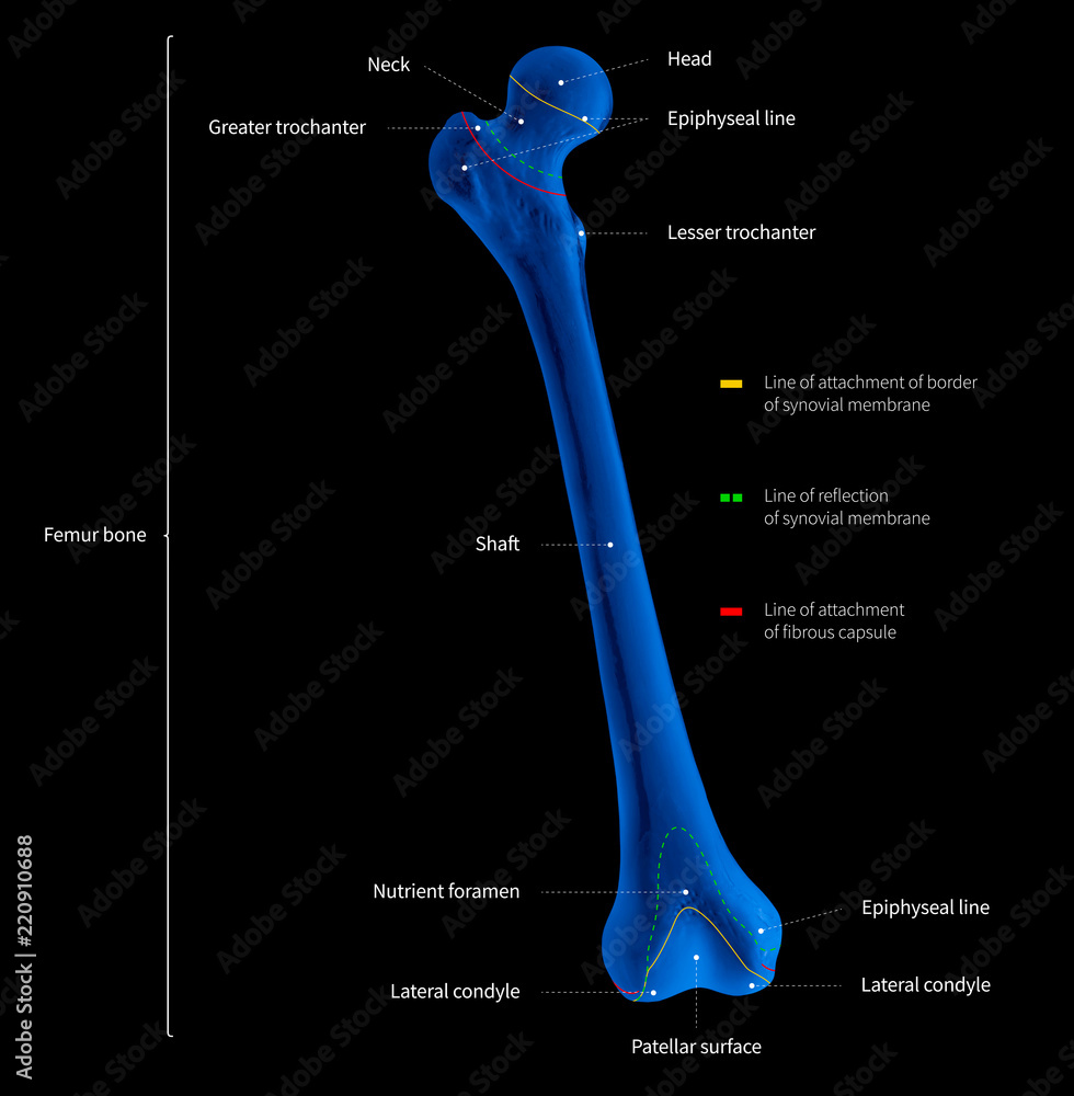 Femur Labeled Anterior View