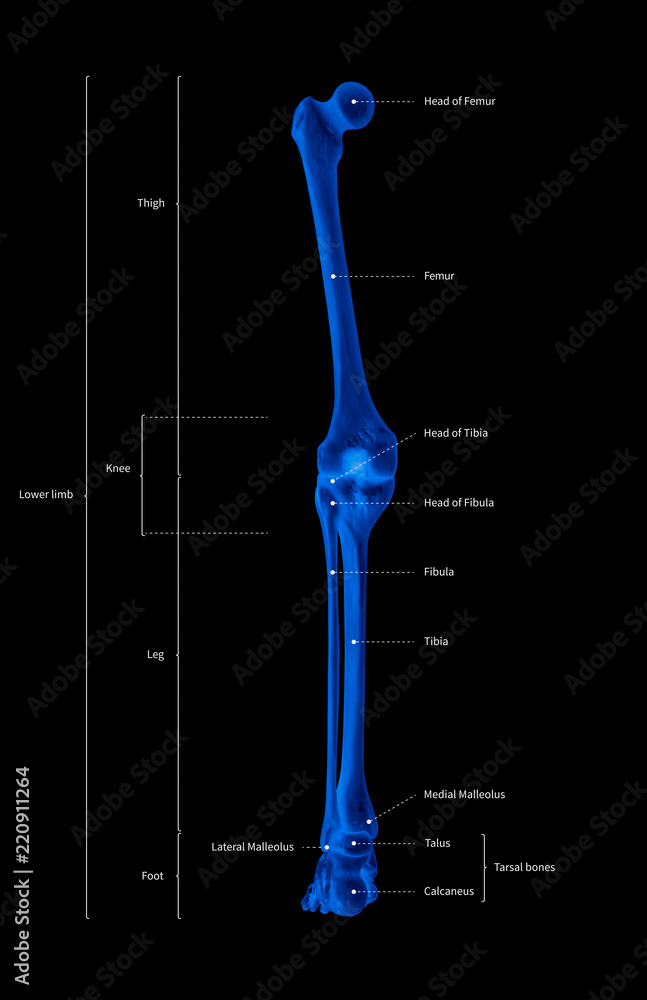 Infographic diagram of human skeleton lower limb anatomy bone system or ...
