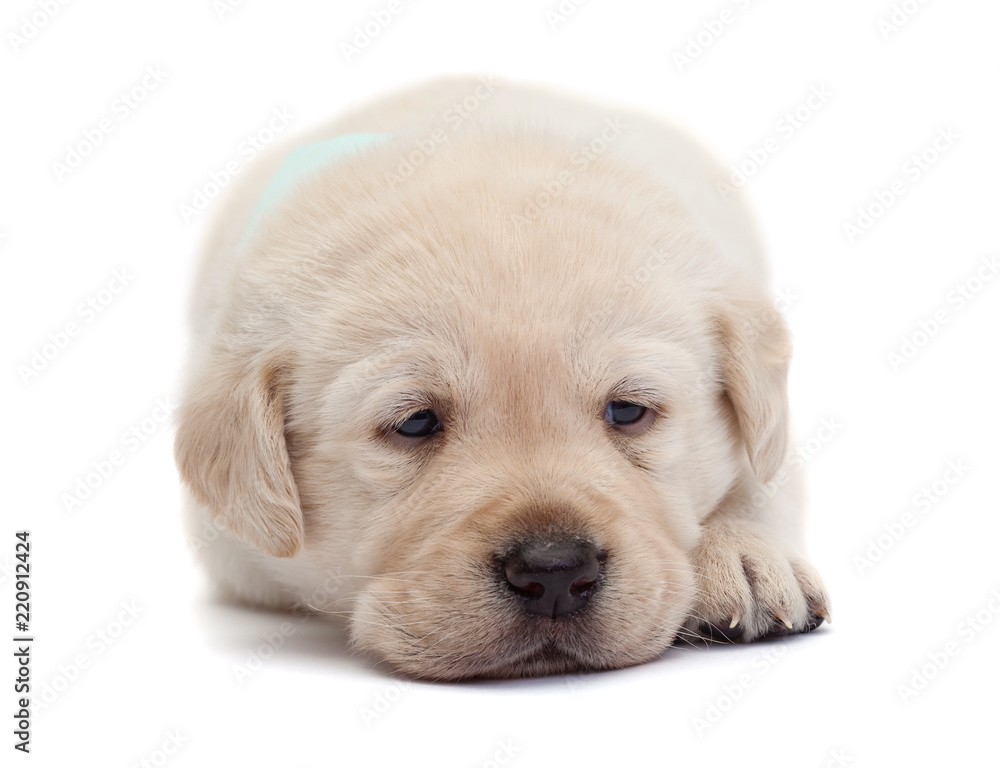 Tired Lab Puppy