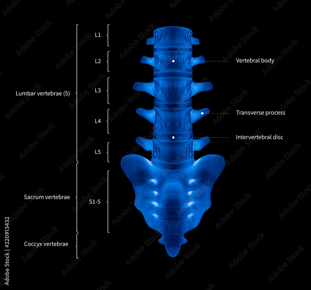 Sacral Vertebrae Diagram