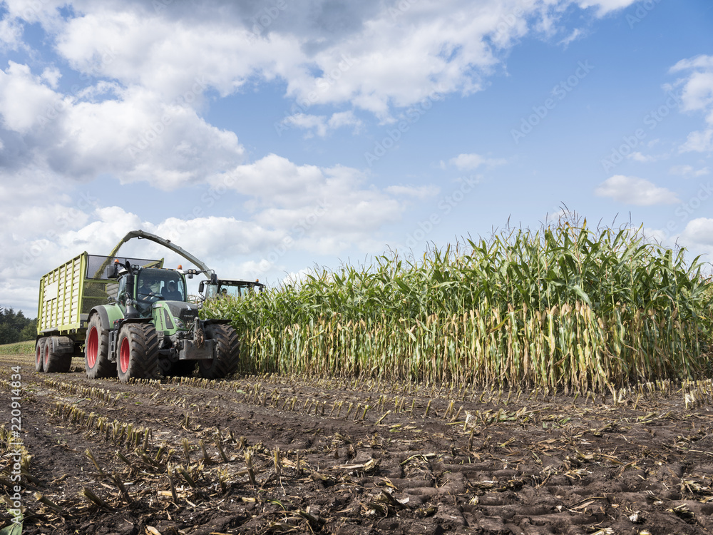 corn crop is loaded in cart behind tractor during harvest in the ...