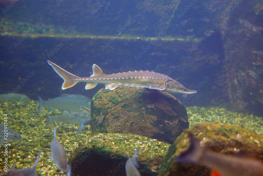 Jesiotr is an attractive fish for every angler.. Stock Photo | Adobe Stock