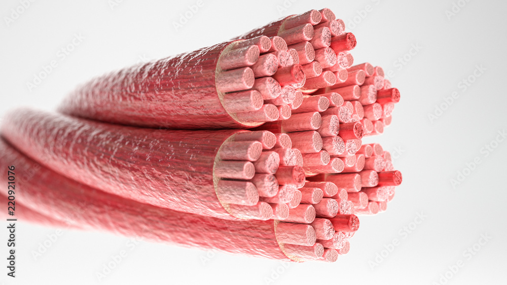 Muscle Type: Cardiac muscle - Cross section through a muscle with ...