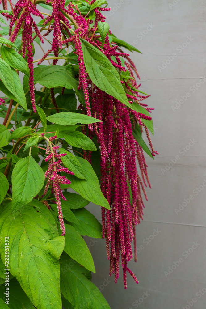 Amaranth is grown as leafy vegetables, cereals and ornamental plants in ...