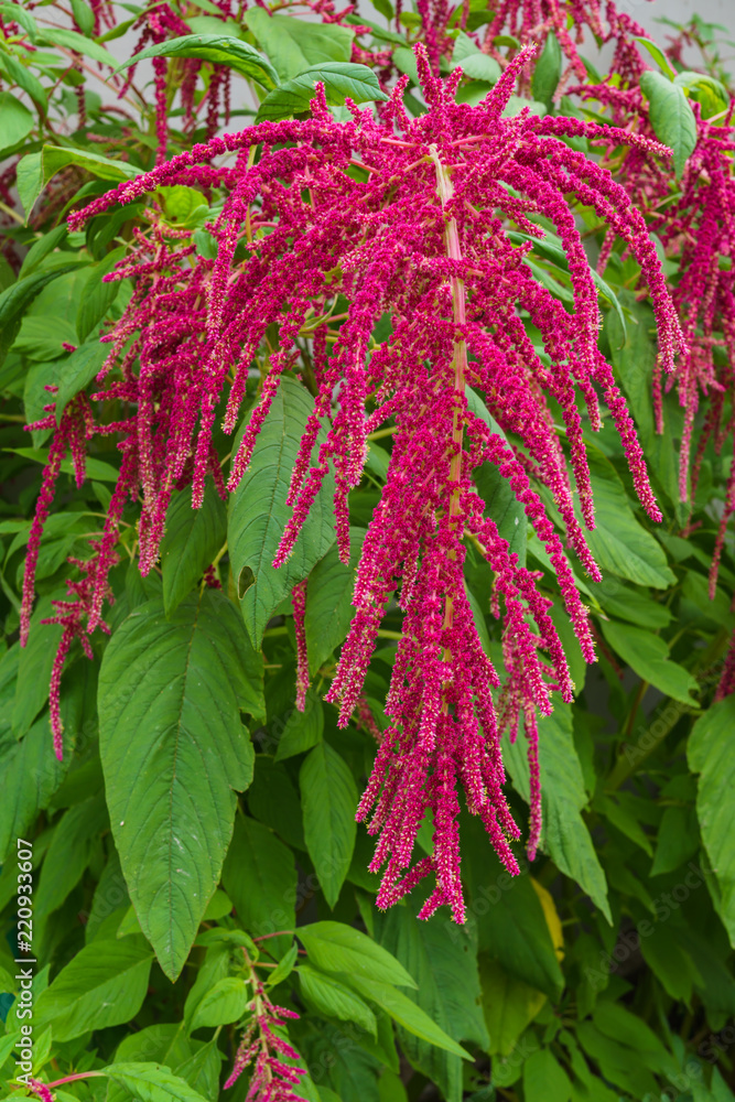 Amaranth Is Grown As Leafy Vegetables Cereals And Ornamental Plants In South America Amaranth