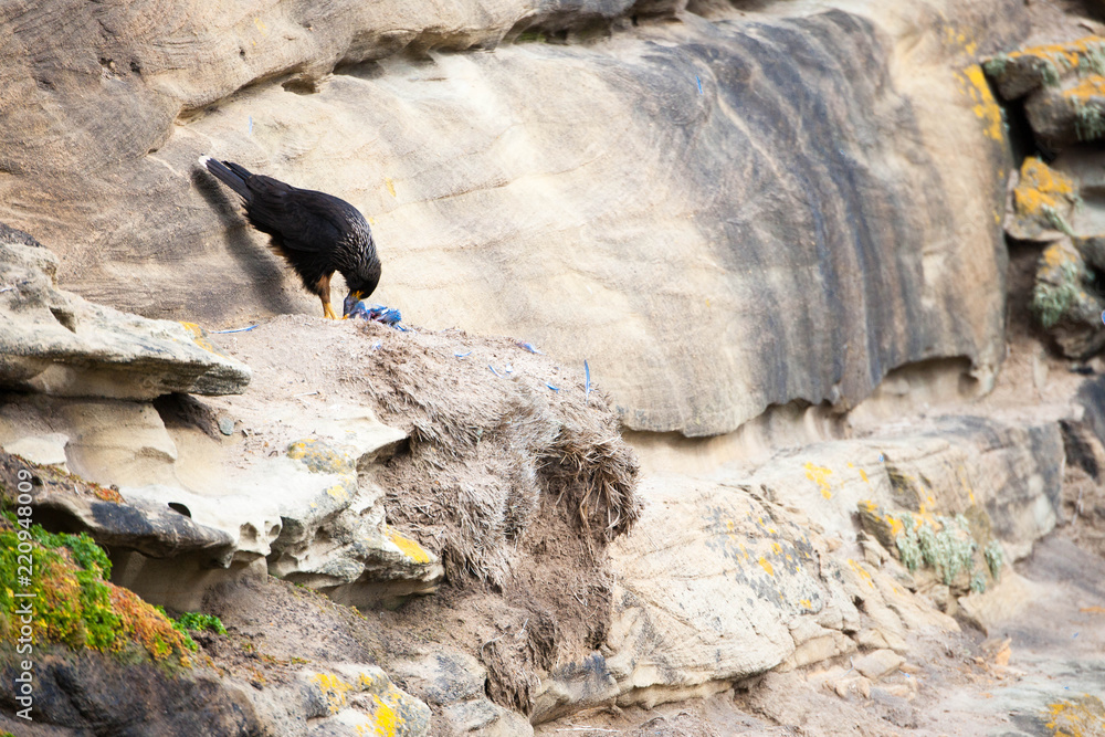 Portrait shots of different species of birds in Antarctica Stock Photo ...
