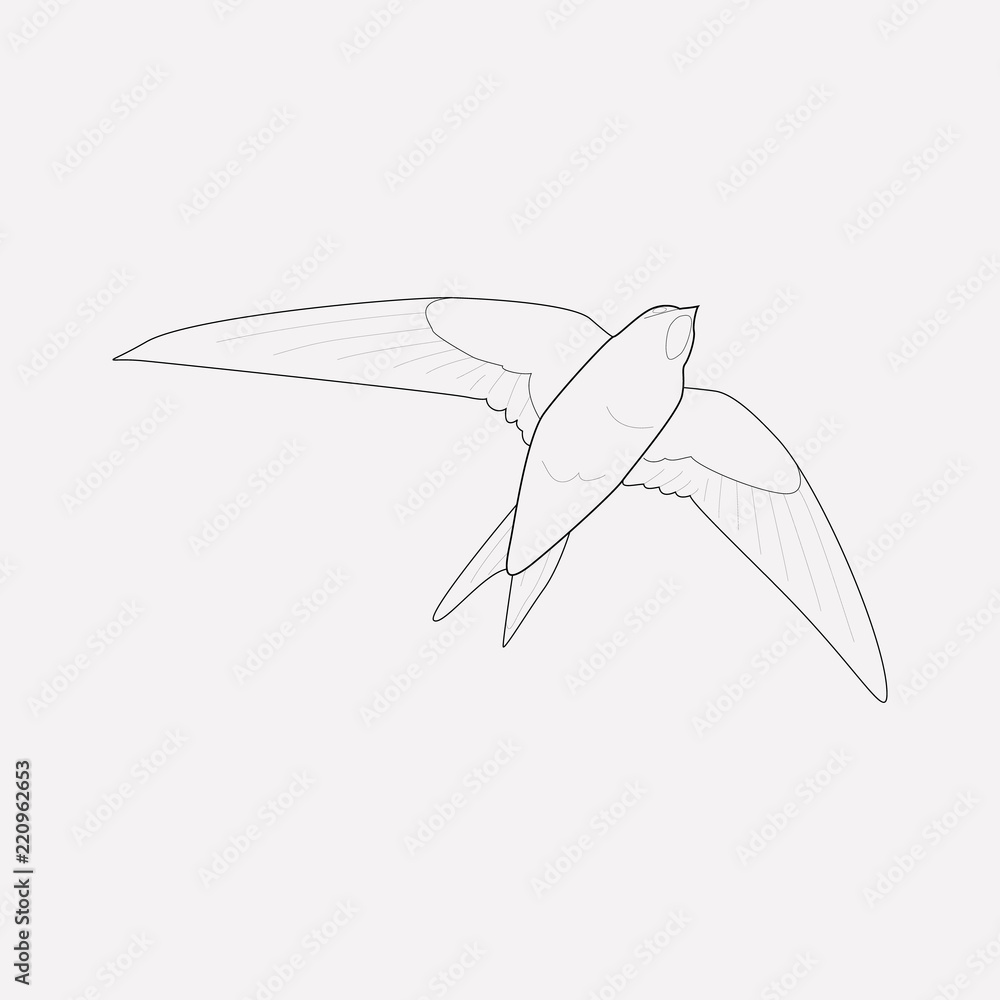 Swift icon line element. Vector illustration of swift icon line ...