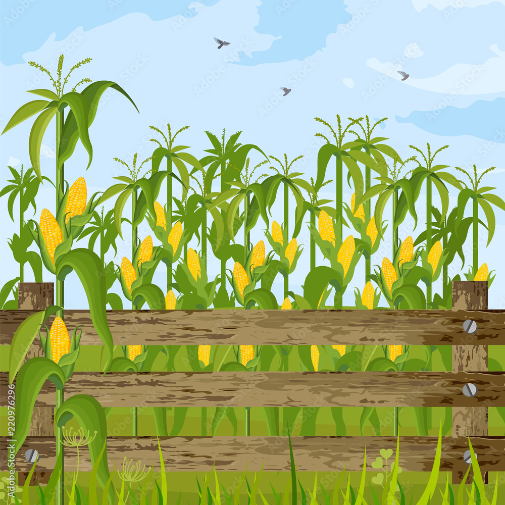 Corn field growing Vector. Maize background summer seasons Stock Vector ...