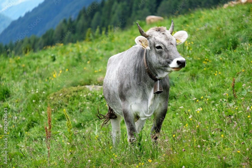 mucca animale fattoria pascolo erba rurale manzo toro grigio verde ...