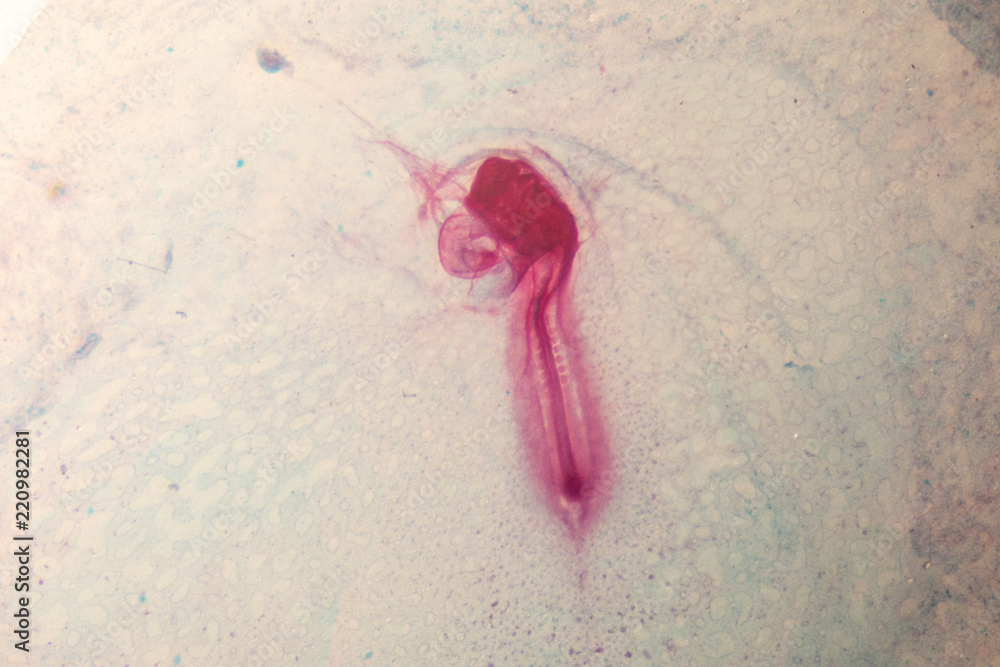 Development of the embryo chicken,The development of the chick on the ...