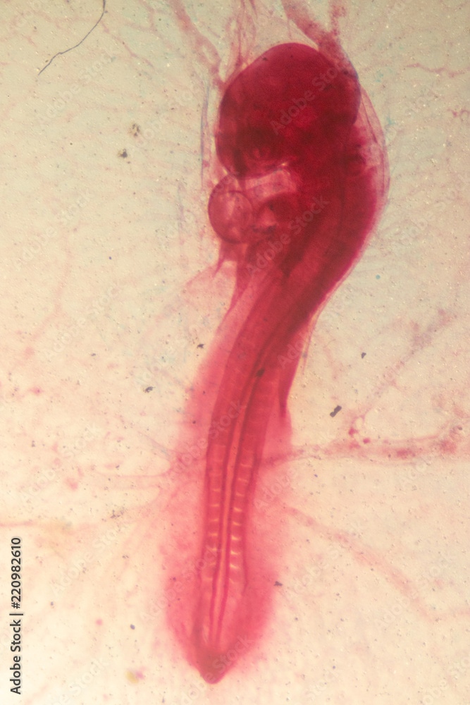 Development of the embryo chicken,The development of the chick on the ...