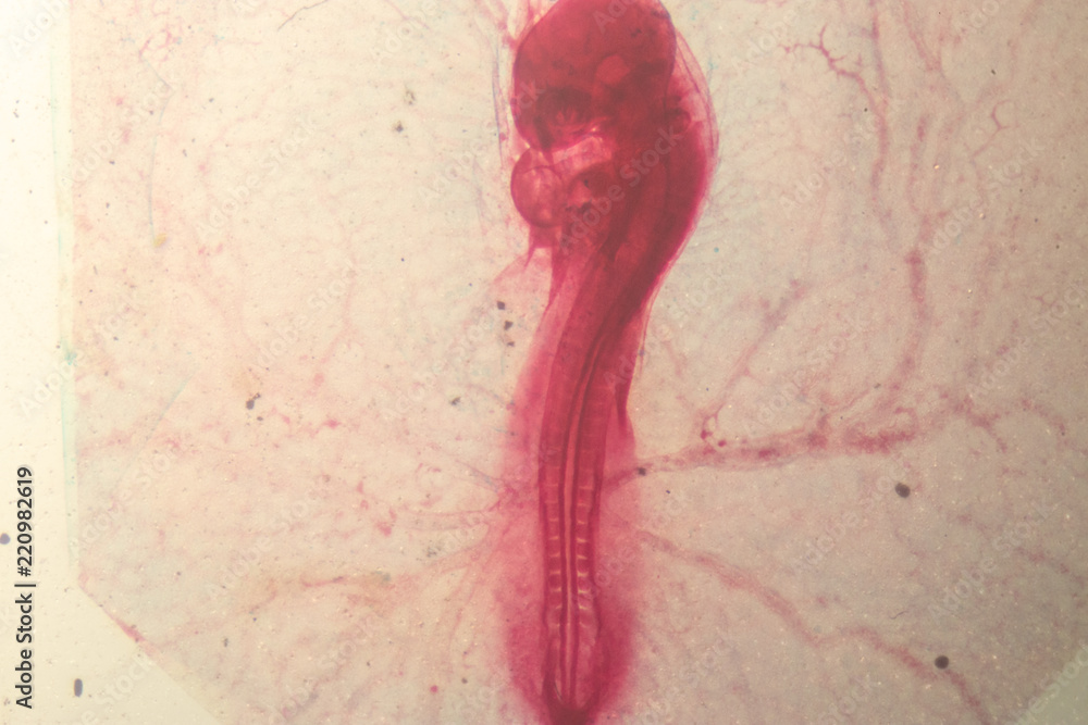 Photo & Art Print Development of the embryo chicken,The development of ...