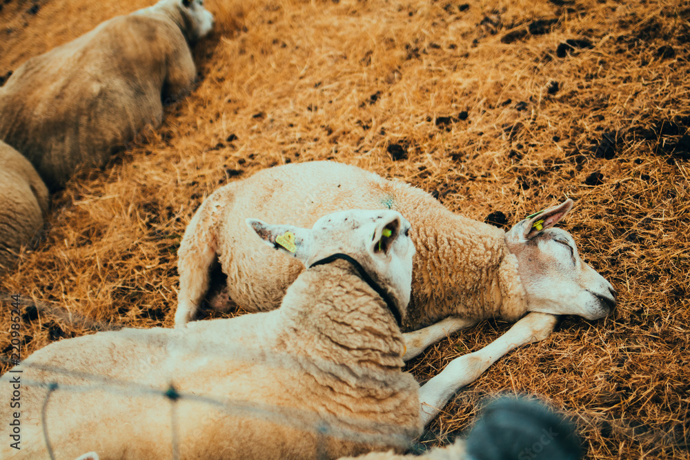 Hot! Sheep sleeping in summer sun in warm Dutch summer heatwave at ...
