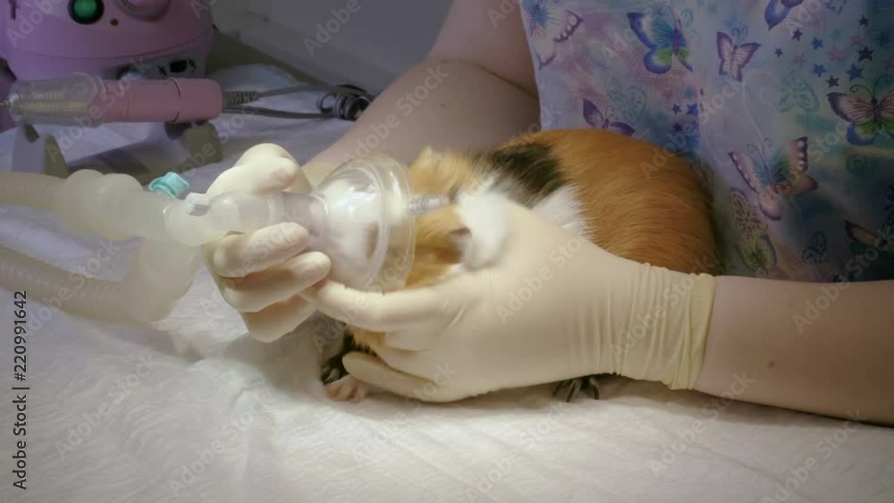 Vet preparing a guinea pig for surgery, putting on muzzle an oxygen ...