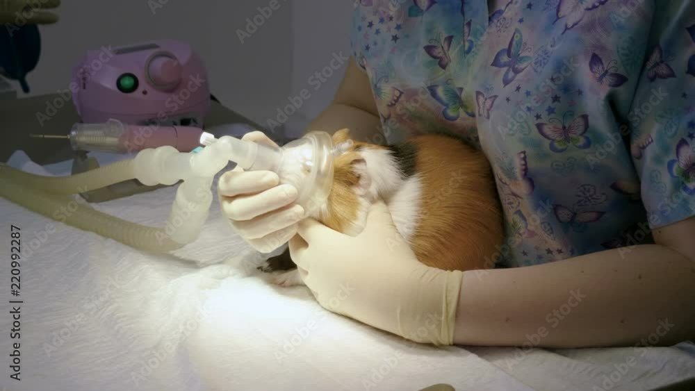 Vet preparing a guinea pig for surgery, putting on muzzle an oxygen ...