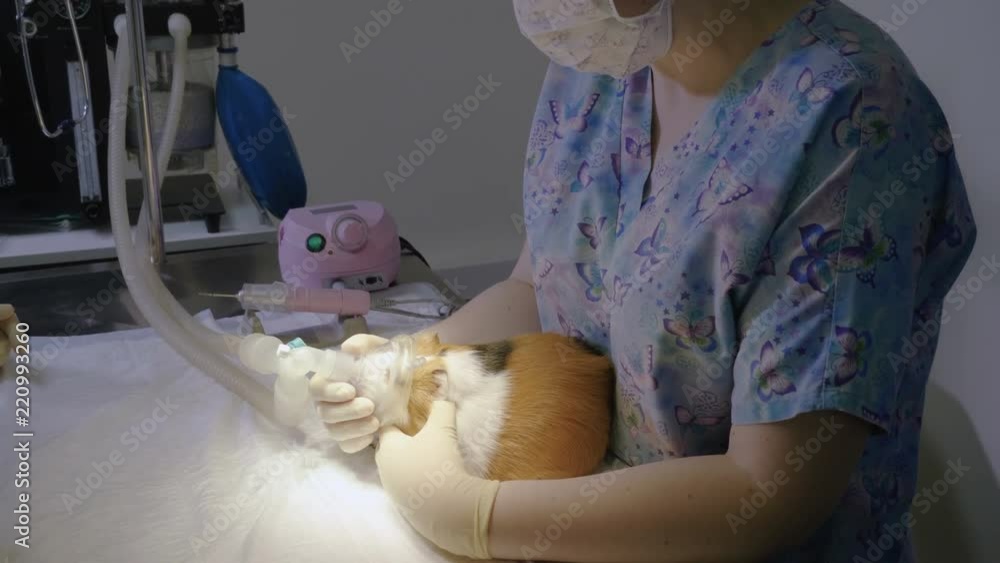 Vet preparing a guinea pig for surgery, putting on muzzle an oxygen ...