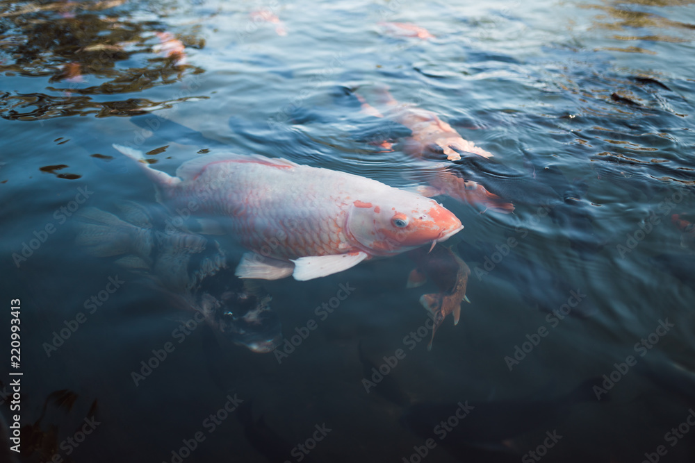 Carpa gigante en un estanque de Indonesia Stock Photo | Adobe Stock