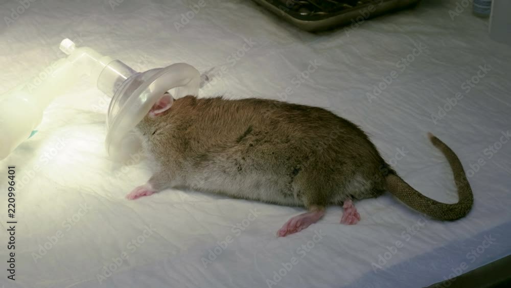 Vet preparing a rat for surgery, putting on muzzle an oxygen mask for ...