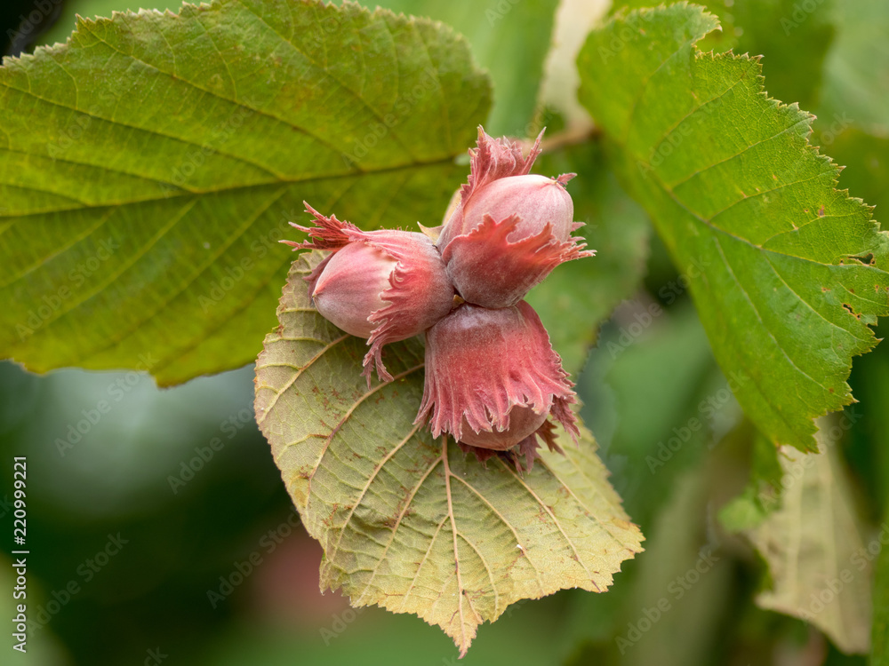 Corylus avellana greffé sur Corylus colurna ou noisetier Zellernuss à ...
