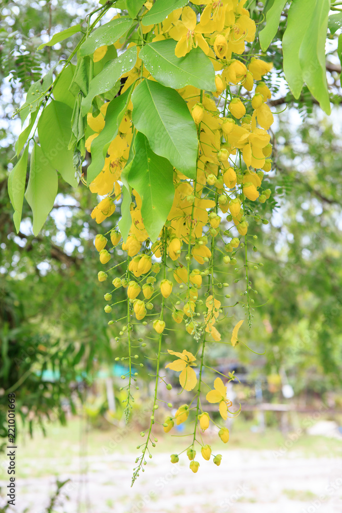 Golden Shower flower or known as the golden rain tree, canafistula and this is the national tree ...