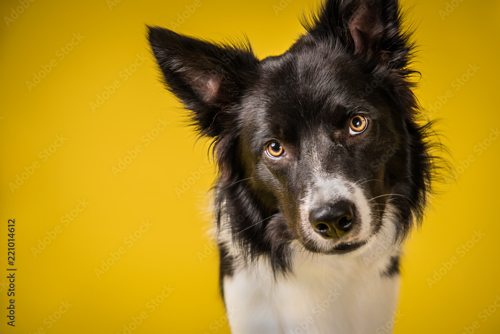 Yellow And White Border Collie