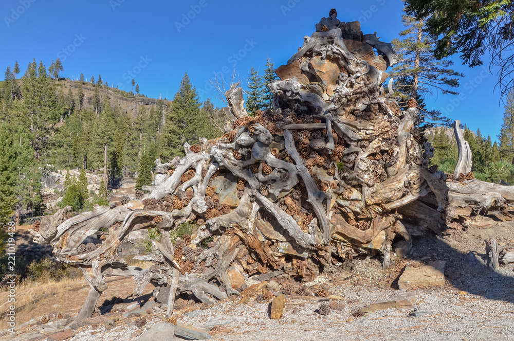 Ansel Adams Fallen Tree