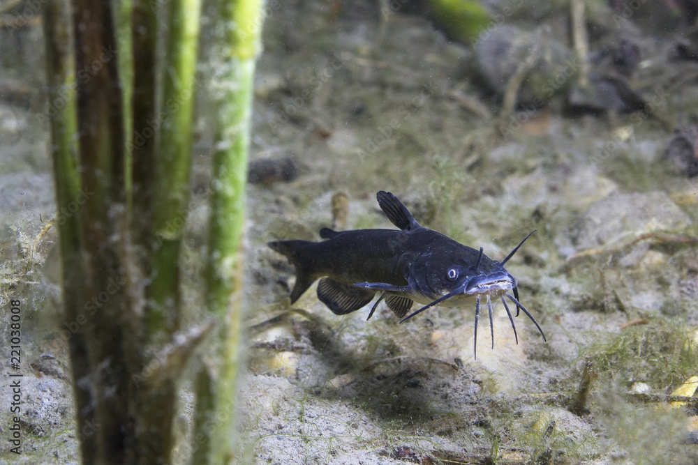 Black bullhead Catfish (Ameiurus melas) underwater photography ...