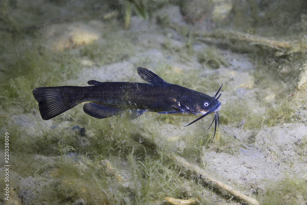 Black bullhead Catfish (Ameiurus melas) underwater photography ...