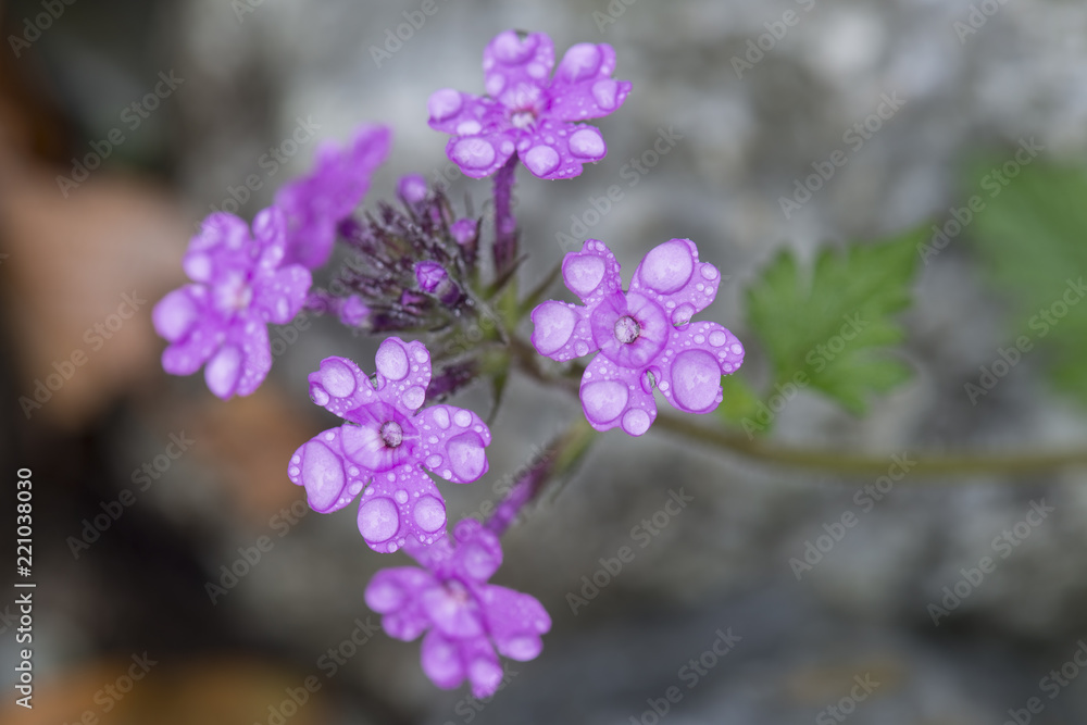 Flores moradas con rocío Stock Photo | Adobe Stock