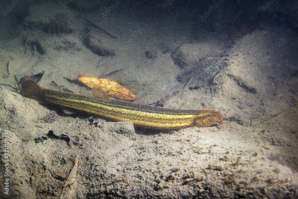 Weather loach (Misgurnus fossilis) in the beautiful clean pond ...