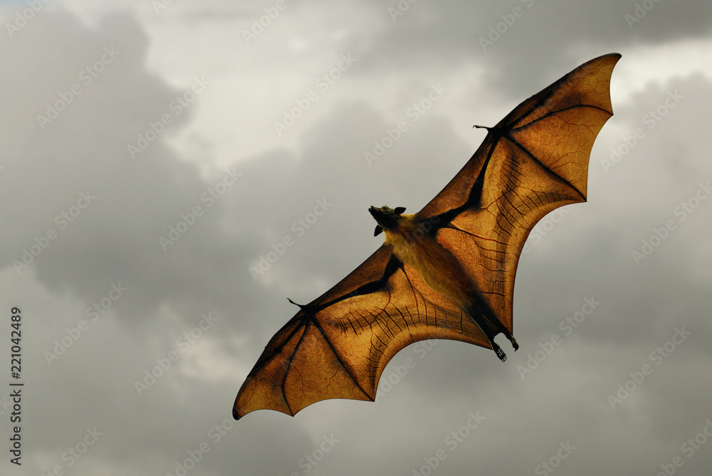 FLYING FOX BAT Stock Photo | Adobe Stock