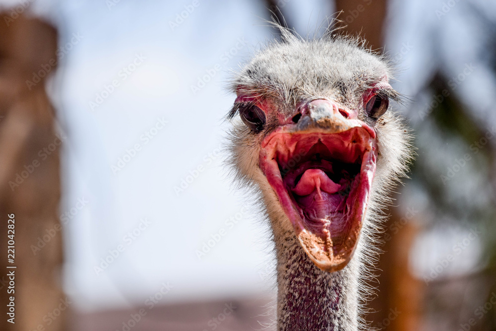 Angry Ostrich
