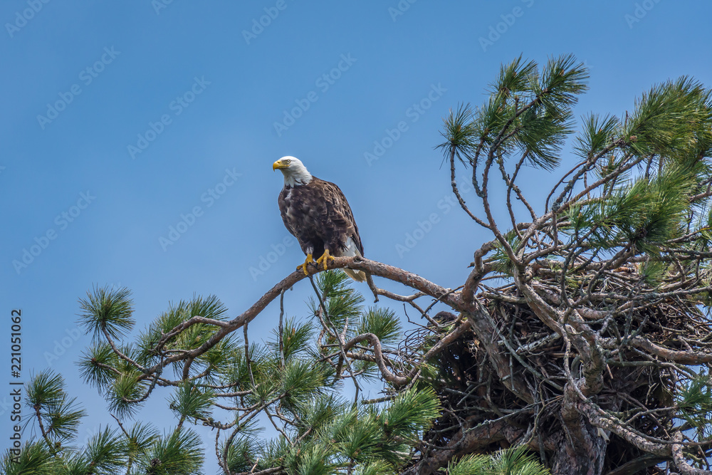 Eagle Standing On Pine Tree