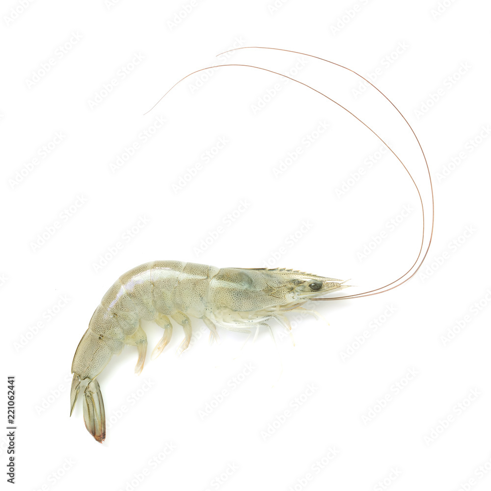 Fresh banana shrimp isolated on white background, Fenneropenaeus ...