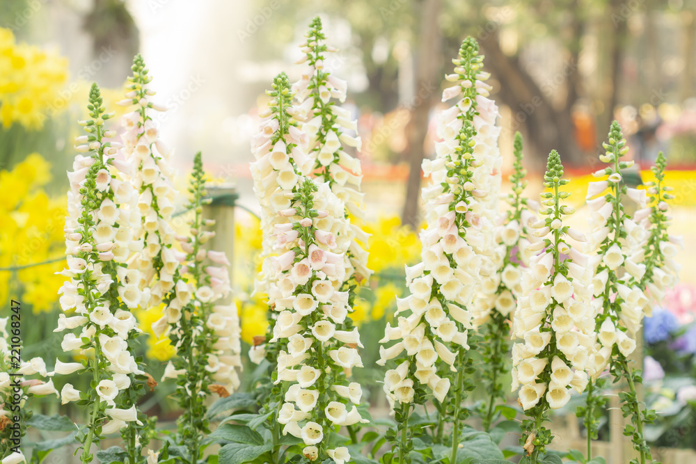 Scrophulariaceae Snapdragon