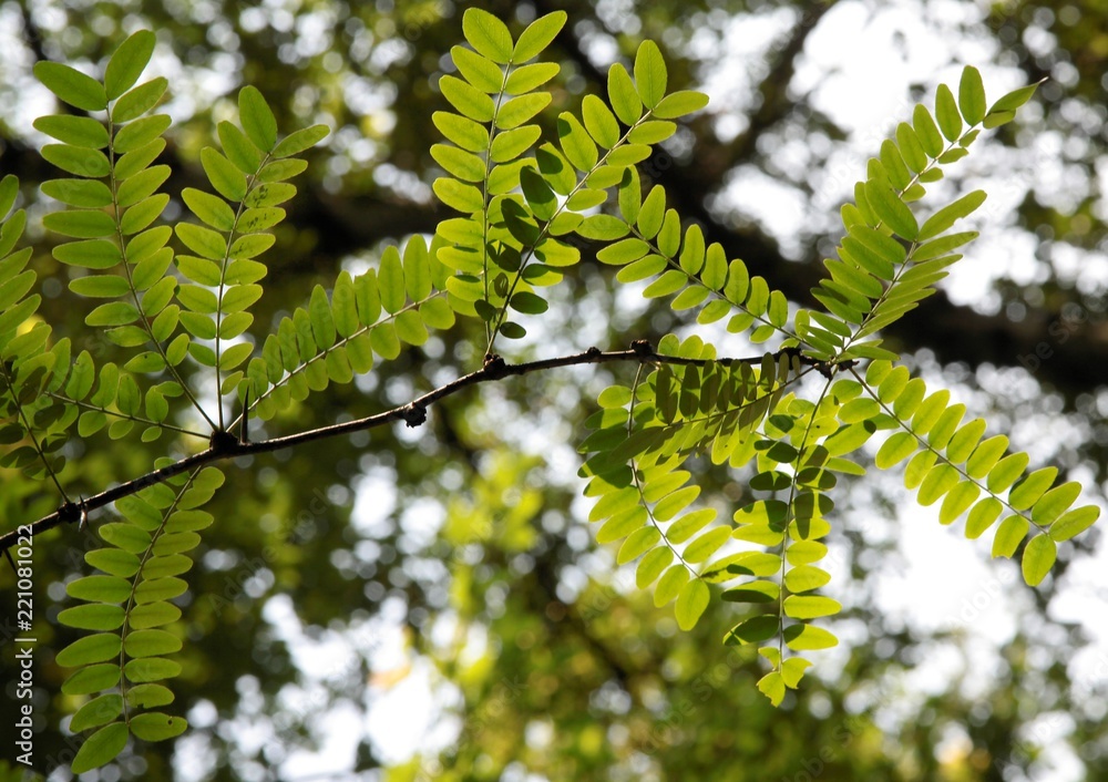 gleditsia sinensis tree in park Stock Photo | Adobe Stock