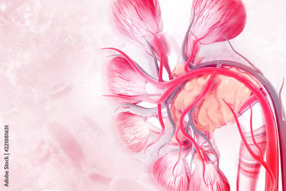 Human kidney cross section on scientific background Stock Illustration ...