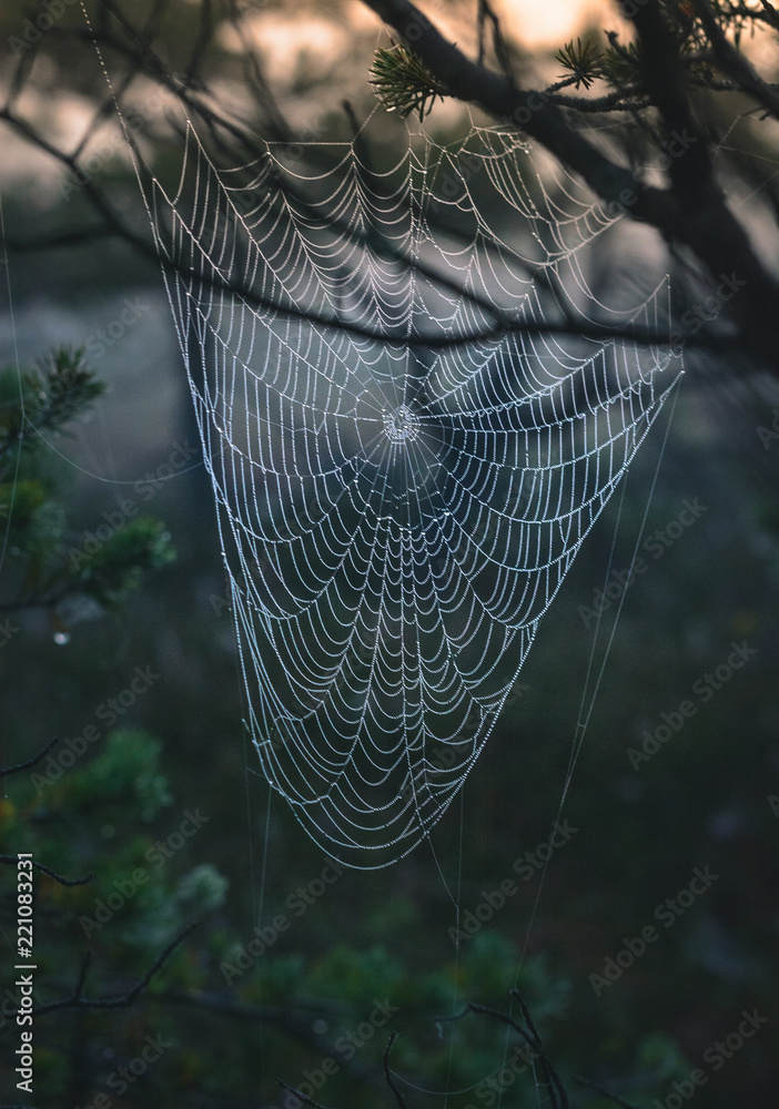 Early morning at the swamp with glowing spider web in sunrise at Kemeri ...