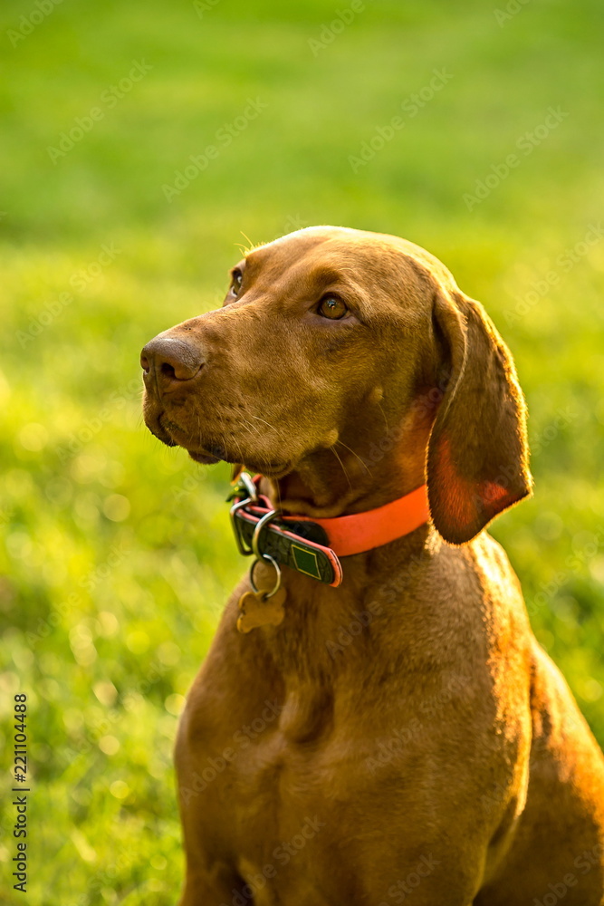 Close up image of golden brown vizsla dog, Hungarian pointer, sitting ...
