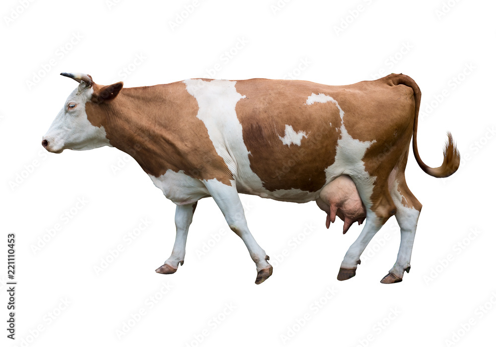 Redhead with white spots of a cow of milk breed. Isolated. Stock Photo ...