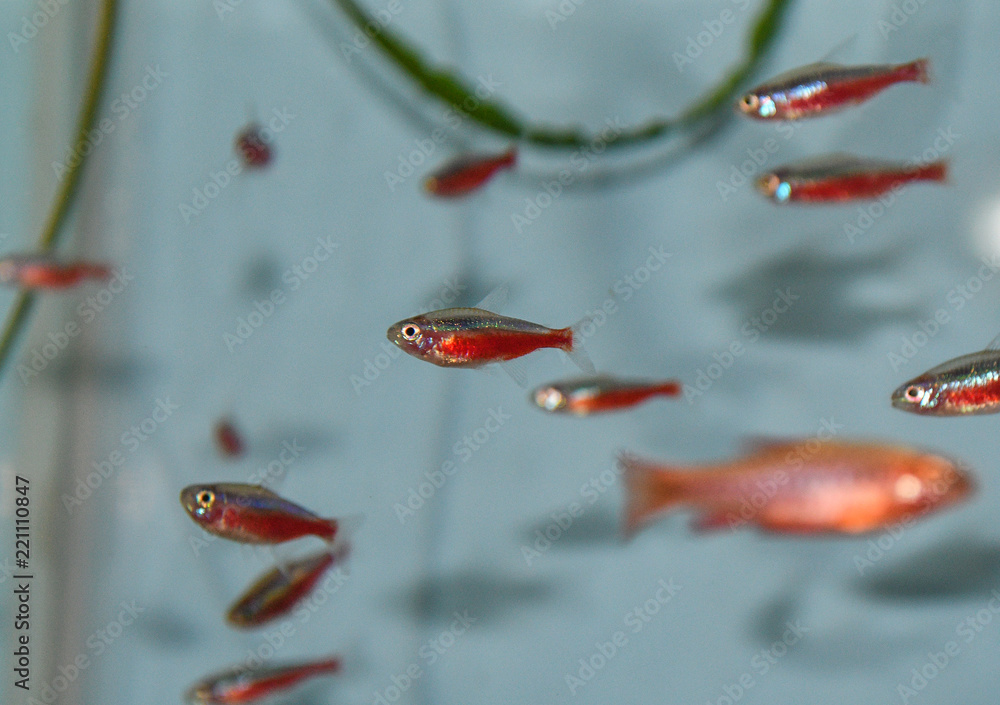 Neon Tetra (Paracheirodon innesi) in freshwater tropical aquarium Stock ...