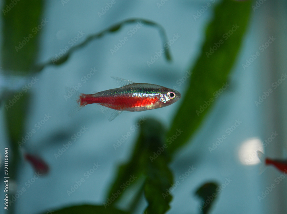 Neon Tetra (Paracheirodon innesi) in freshwater tropical aquarium Stock ...