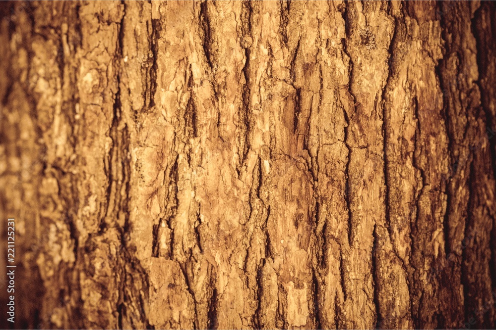 Abstract Tree bark background Stock Photo | Adobe Stock