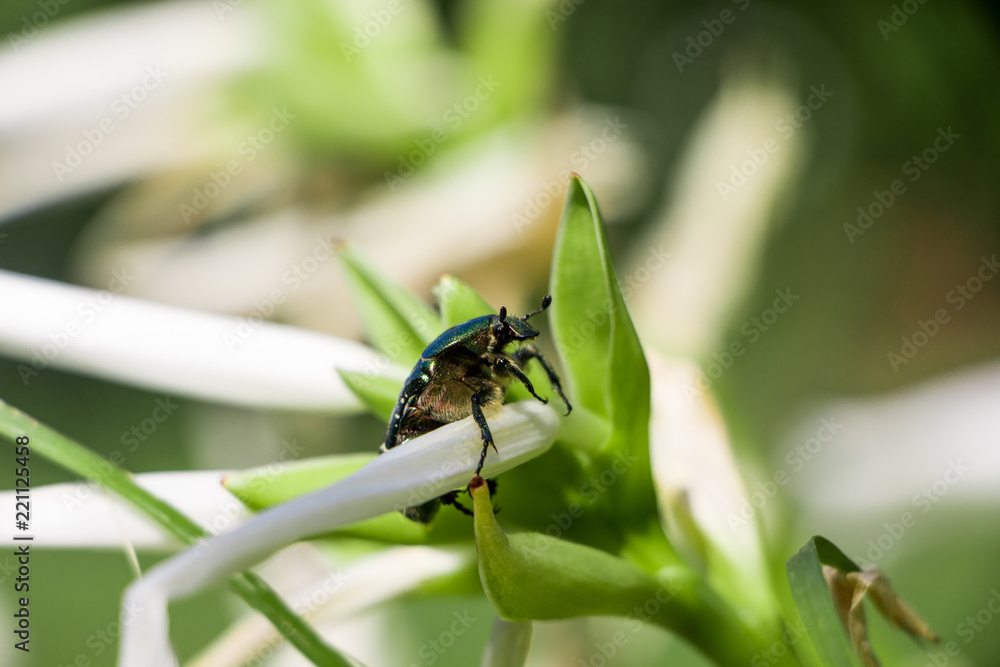 Cetonia aurata, called the rose chafer or the green rose chafer. Green ...