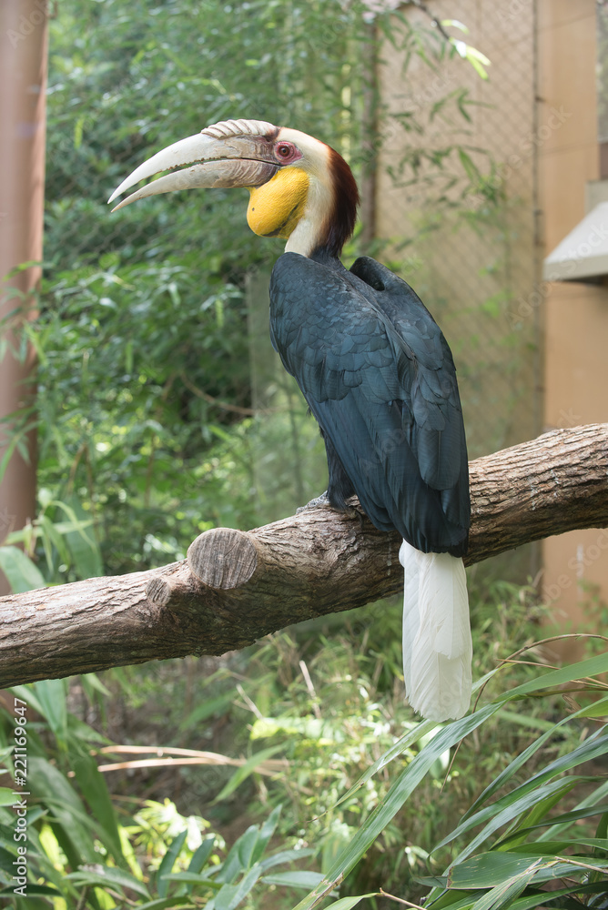 Poster Animals of the Zoo - Birds – Wall Art | UkPosters