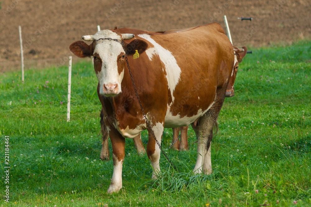 Krowa na łące Stock Photo | Adobe Stock