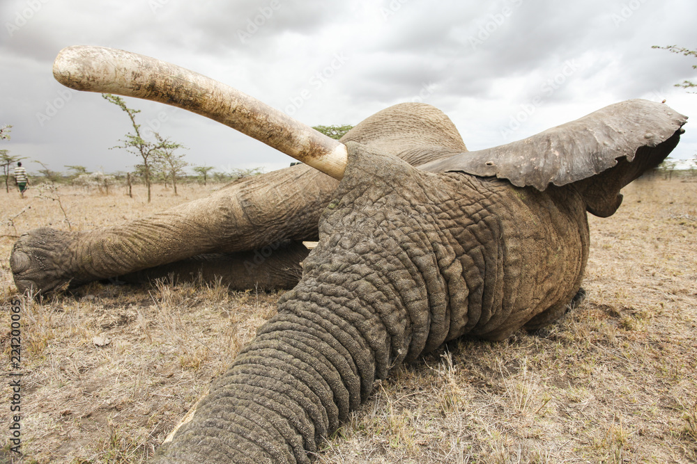 Poached Stock Photo | Adobe Stock